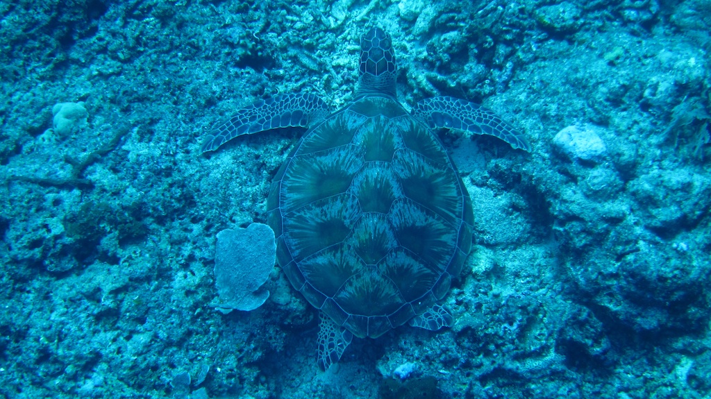 Diving in Gili – A Busy Life of Leisure