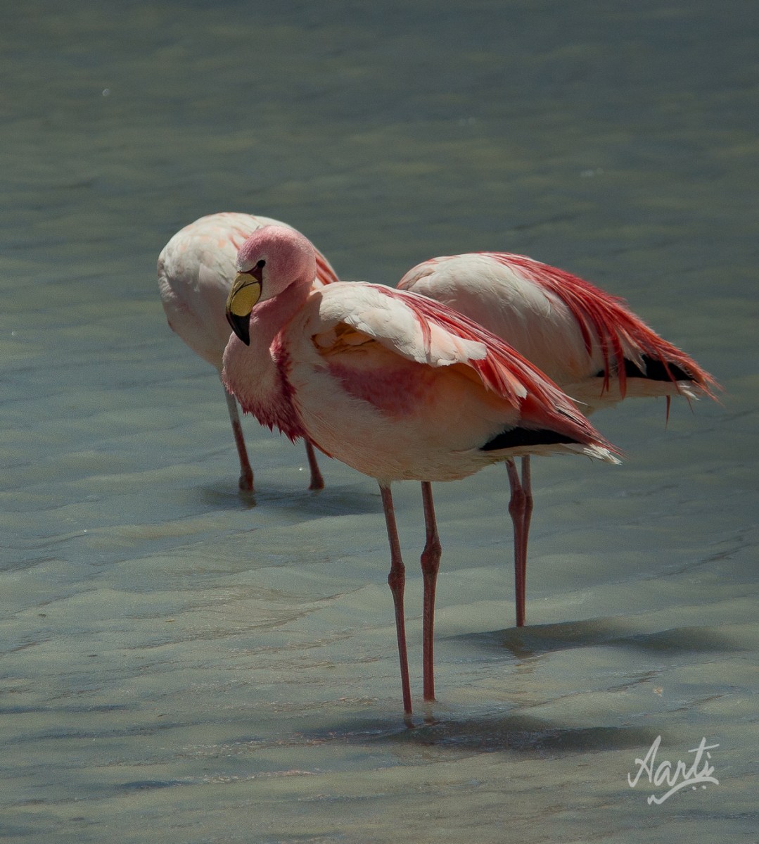 Flamingos – A Busy Life of Leisure