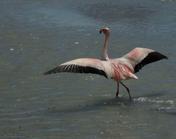 The Flamboyance of Flamingos – A Busy Life of Leisure