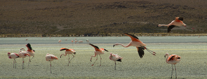 The Flamboyance of Flamingos – A Busy Life of Leisure