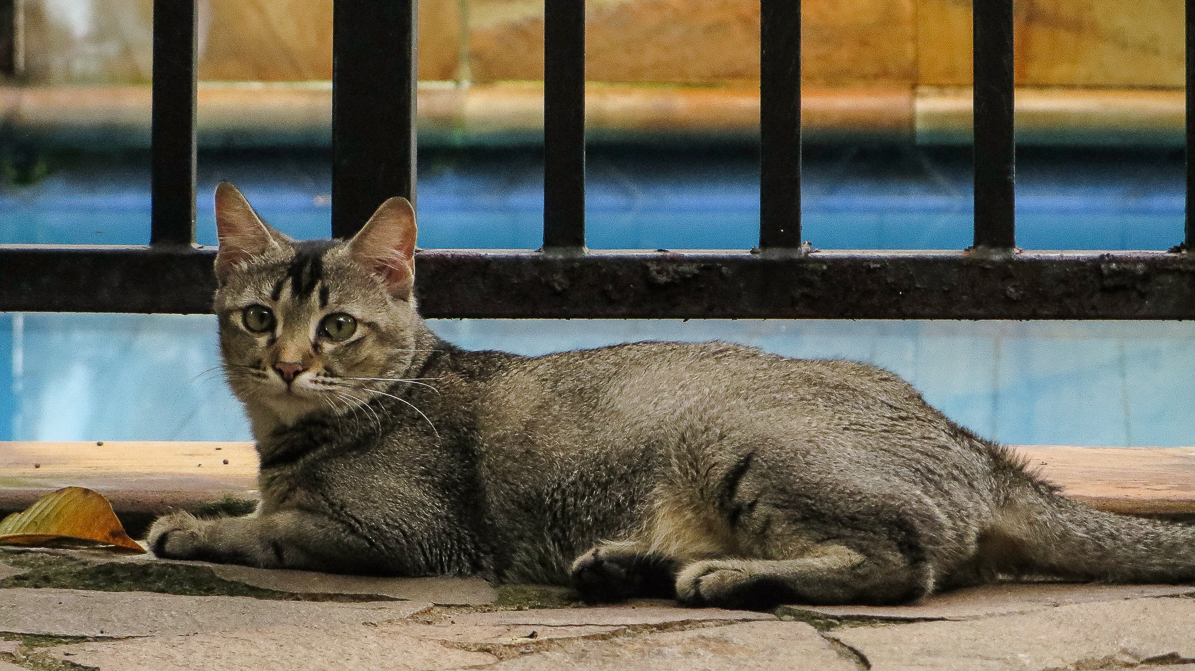 Our Universe of Cats – A Busy Life of Leisure