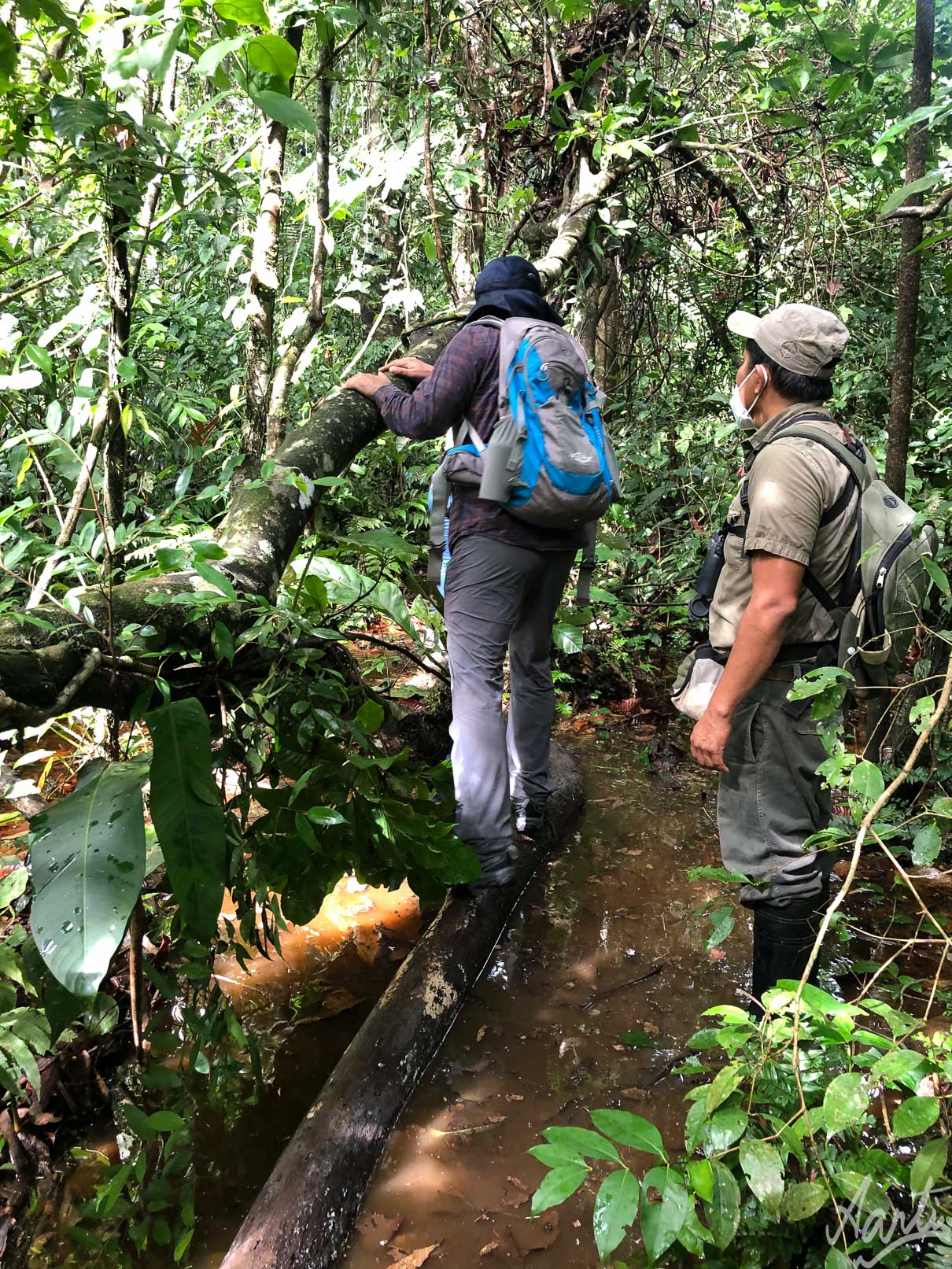 Gliding Through Trees – A Busy Life of Leisure
